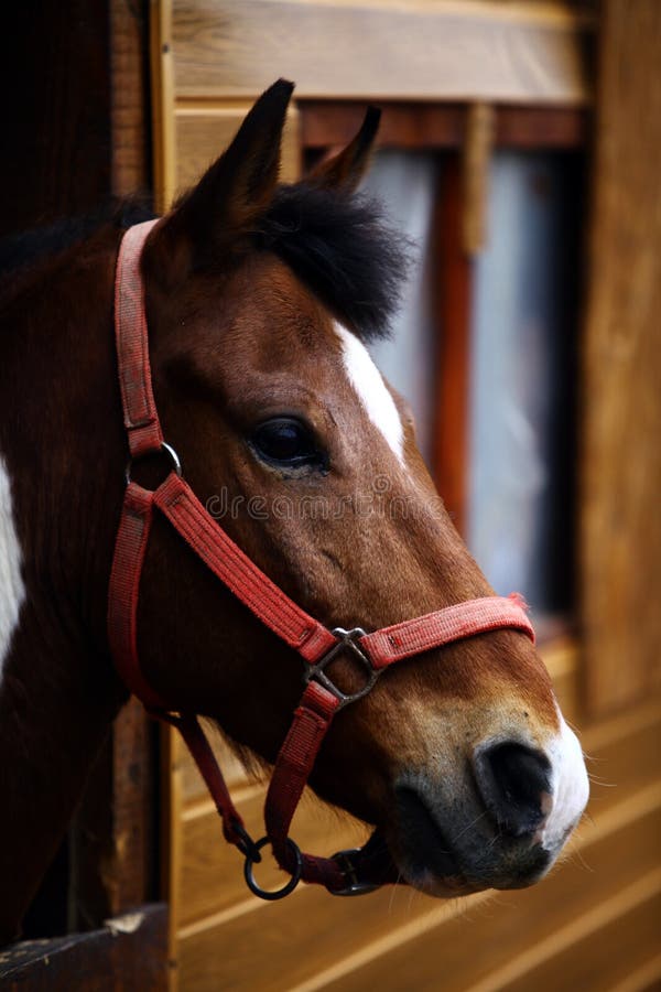 Horse stock photo. Image of equestrian, gallop, gate - 30846446