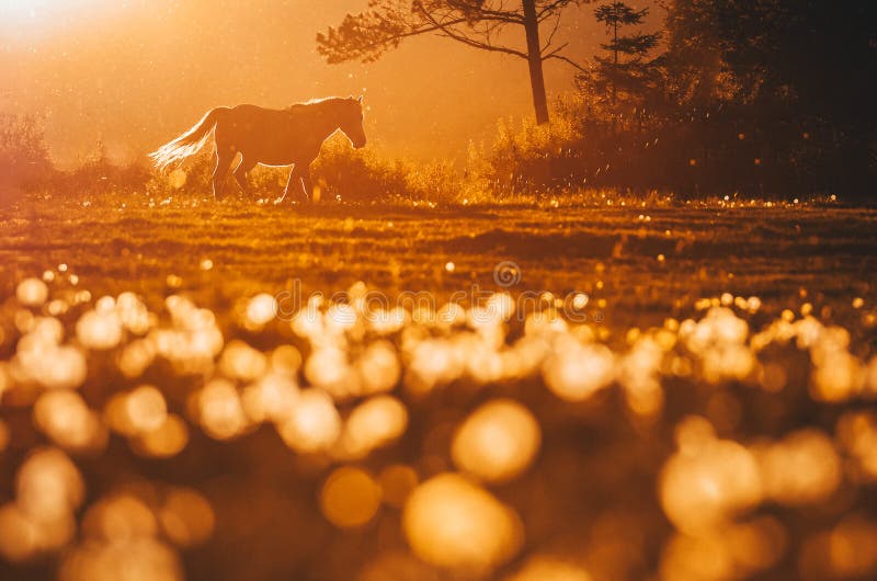 Horse in Colorful Orange Meadow, Beautiful Spring Sunset Light Stock ...