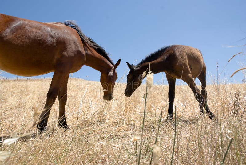 Horse and colt stock photo. Image of scenery, countryside - 7656506