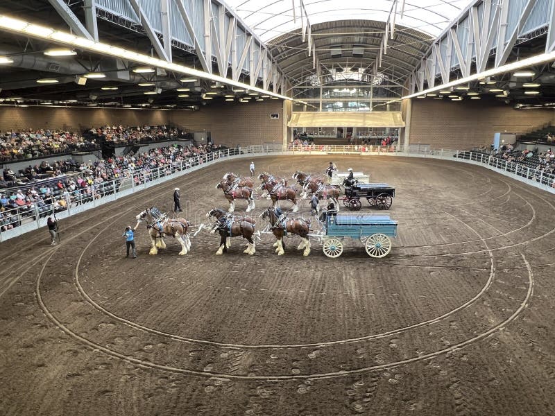 Horse Competition Iowa State Fair Editorial Stock Image - Image of ...