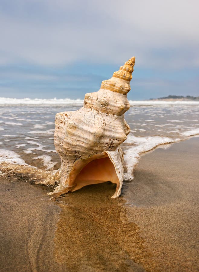 Sitting horse on the beach stock photo. Image of pretty - 33399944