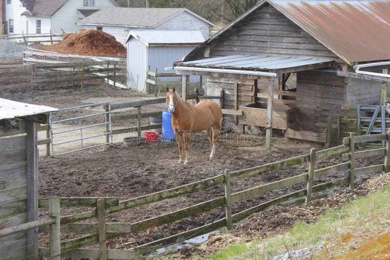 Horse in Corral stock photo. Image of corral, mature - 23749586
