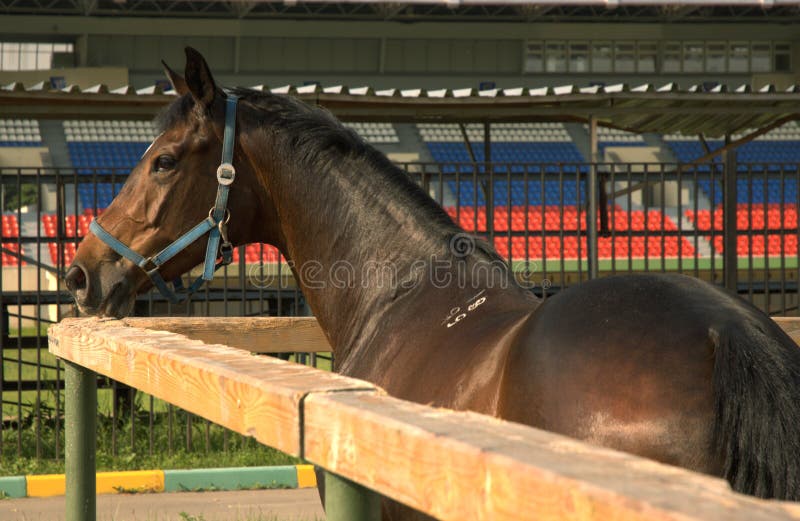 Horse In The Corral Picture. Image: 907418
