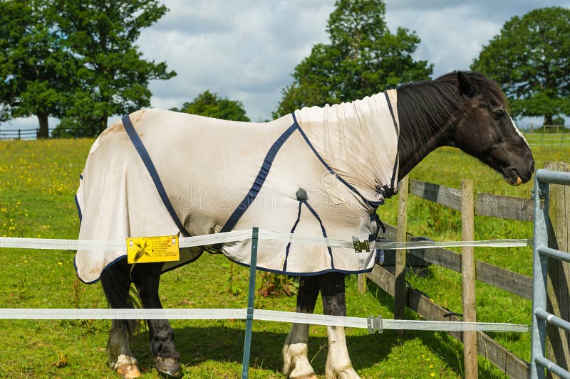 Horse in corral stock photo. Image of hobby, activity - 61973358
