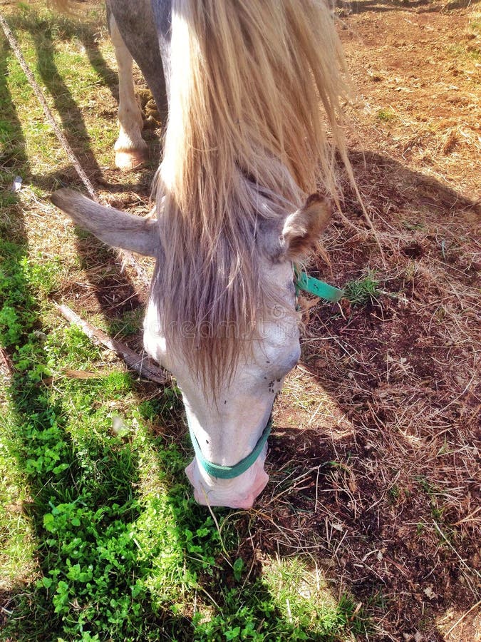 Horse in the corral stock photo. Image of horse, mammal - 46636296
