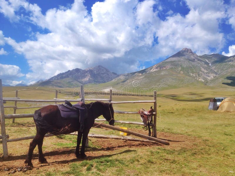 Horse in the corral stock image. Image of abimal, italy - 46636421