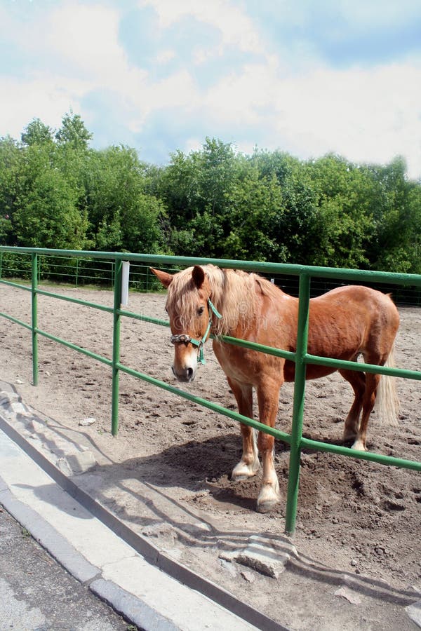 A horse in the corral stock image. Image of horse, corral - 75735045