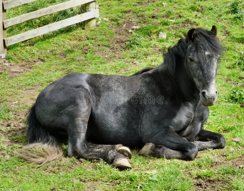 Horse couchant stock image. Image of gray, grass, domestic - 20083945