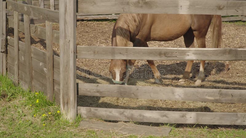 A Horse on a Country Farm Stands in a Paddock Stock Footage - Video of ...