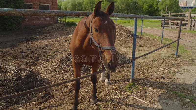 A Horse on a Country Farm Stands in a Paddock Stock Footage - Video of ...