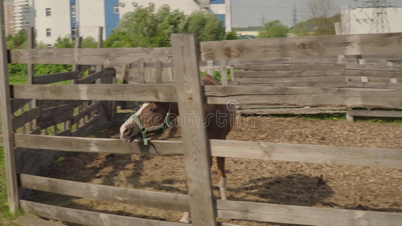 A Horse on a Country Farm Stands in a Paddock Stock Footage - Video of ...