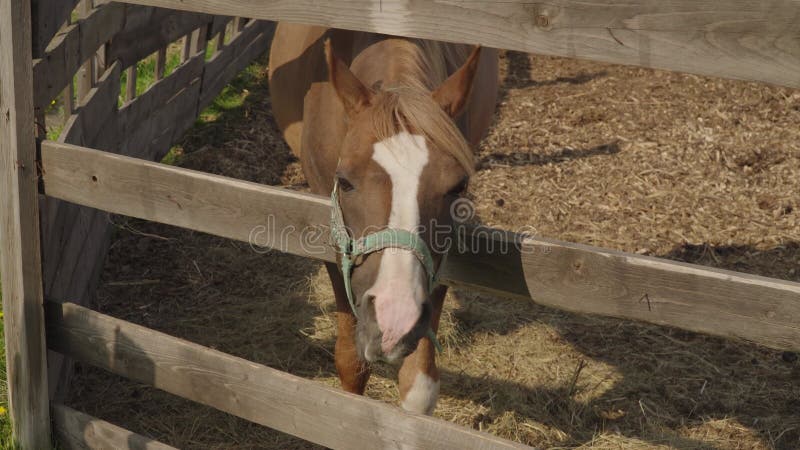 A Horse on a Country Farm Stands in a Paddock Stock Video - Video of ...
