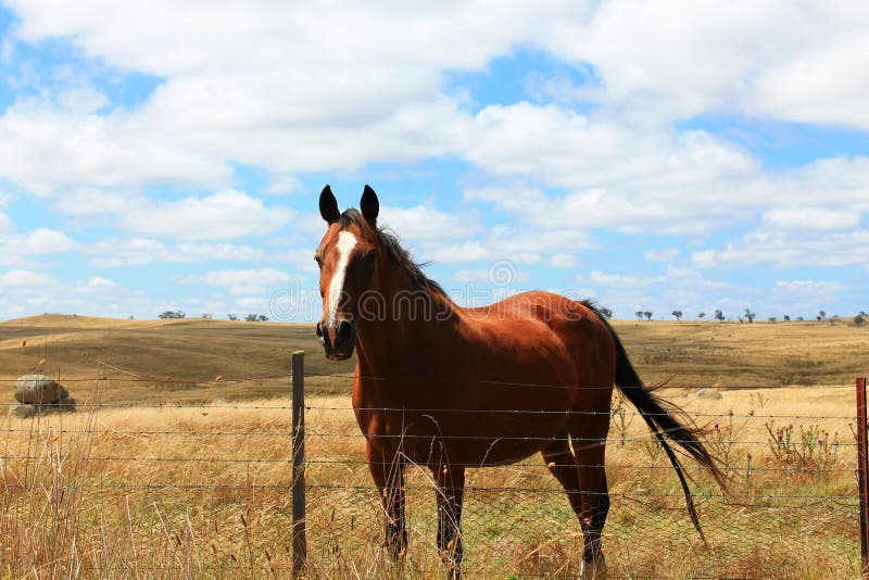 Horse in country landscape stock image. Image of fence - 37589931
