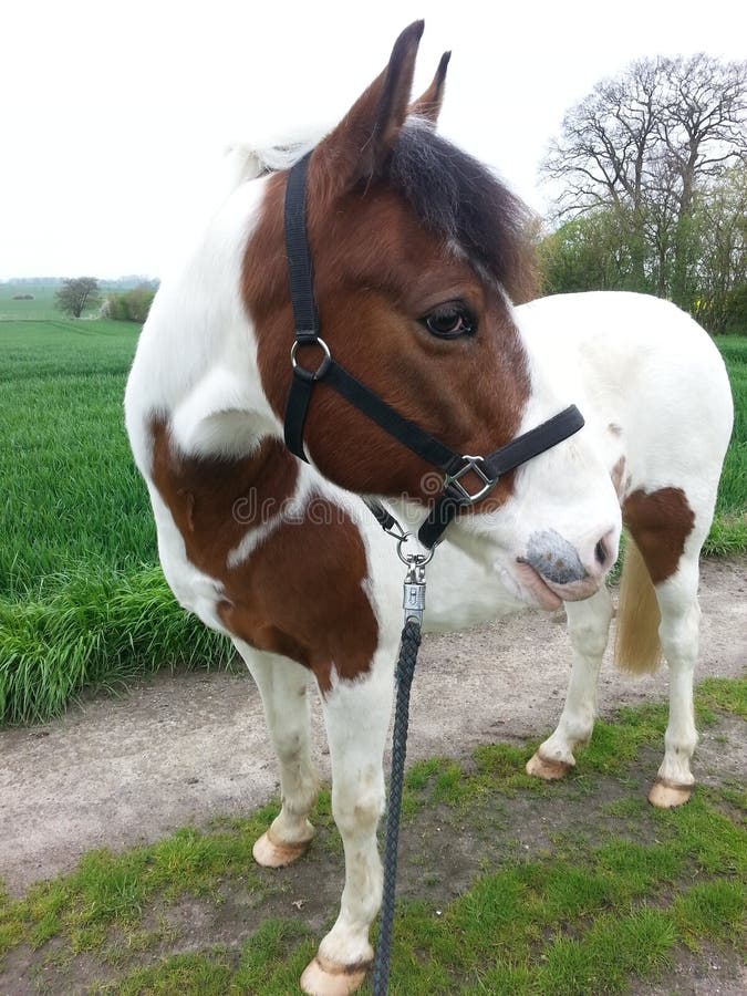 Lewitzer Schecke Stock Photos - Free & Royalty-Free Stock Photos from ...