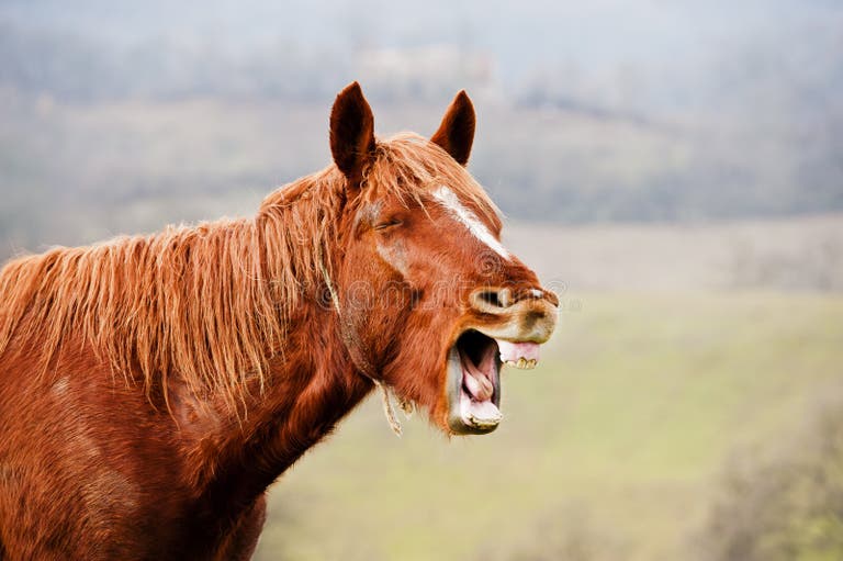 321 Horse Neighing Stock Photos - Free & Royalty-Free Stock Photos from ...