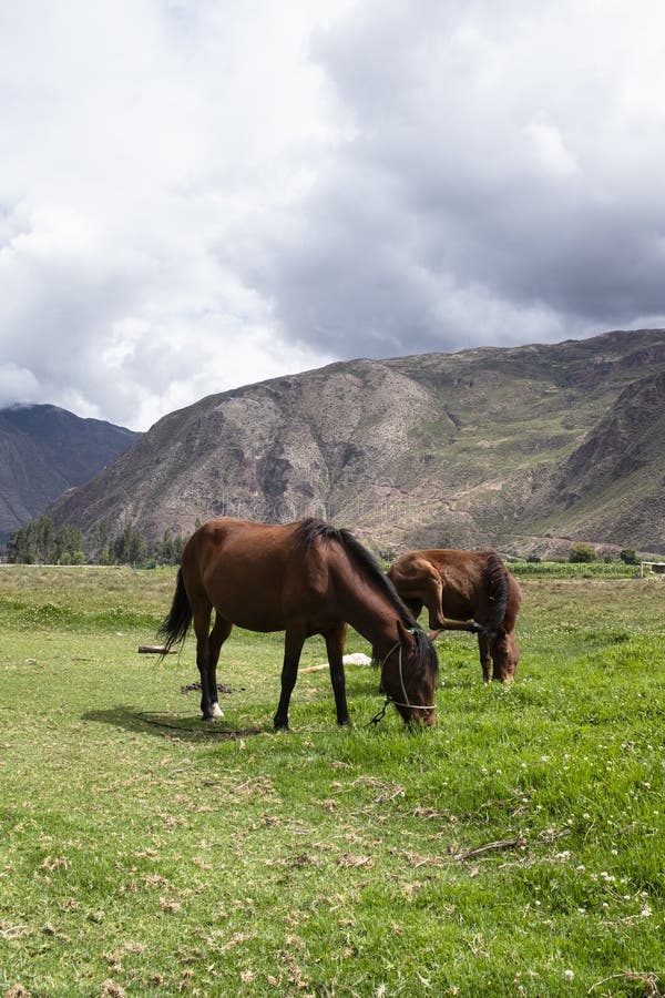 Horse in Countryside in Peruvian Andes. Stock Image - Image of cattle ...