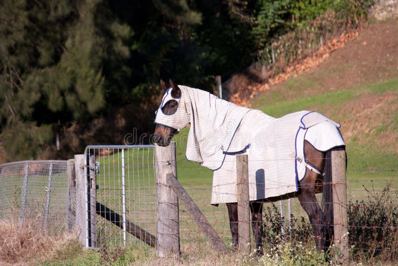 Horse Covered in Blanket and Hood Stock Image - Image of equine, rural ...