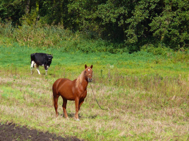 Horse and cow stock photo. Image of caballus, fence, horse - 1337536