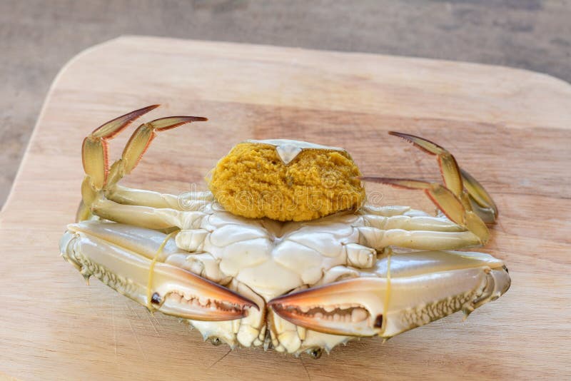 Horse crab stock image. Image of single, animal, craw - 63657667