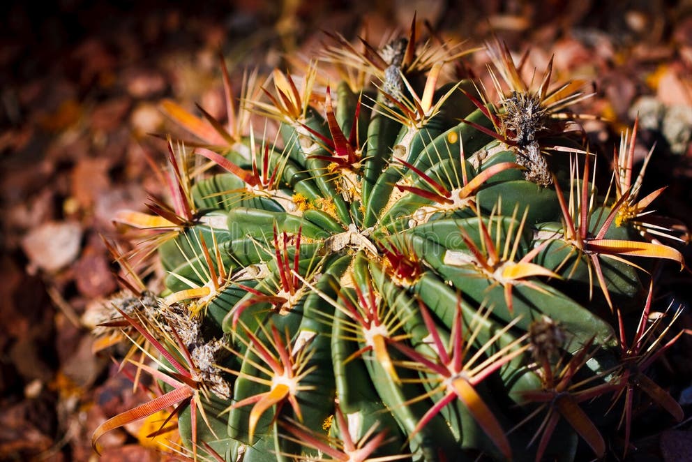 Horse Crippler Cactus stock photo. Image of detail, close - 14131070