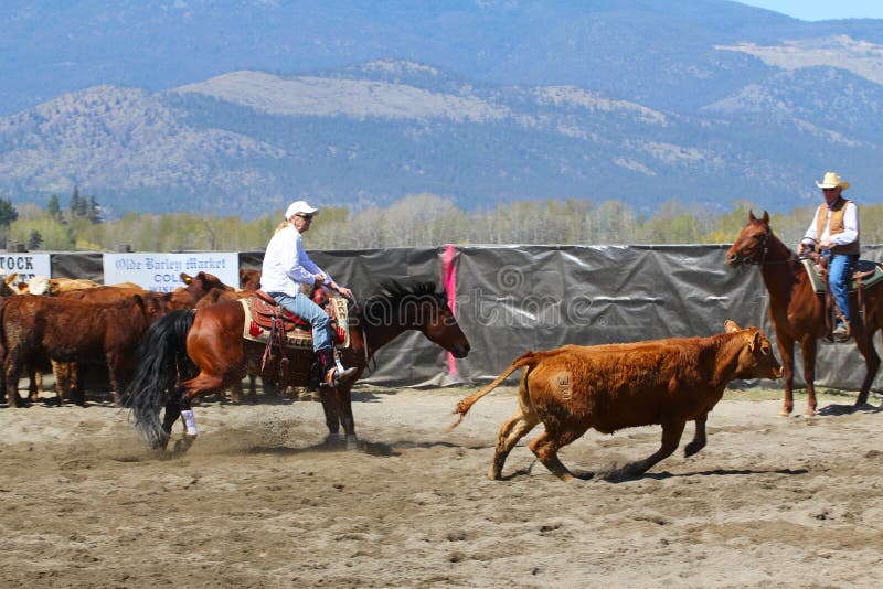 Cutting Horse Show editorial photography. Image of sport - 26966687