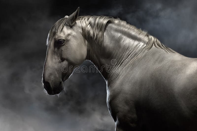 Horse on Dark Background in Smoke Stock Image - Image of animal, grey ...