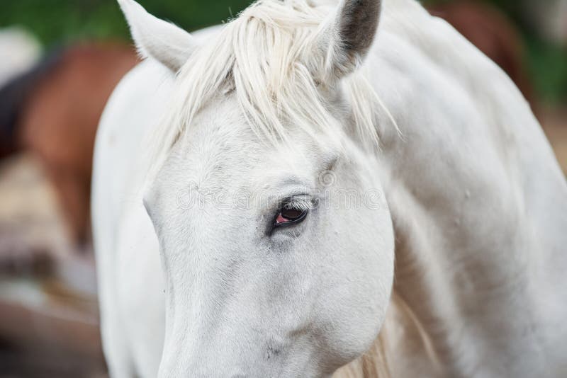 Horse Dark Eye with White Eyelashes Stock Image - Image of beauty ...