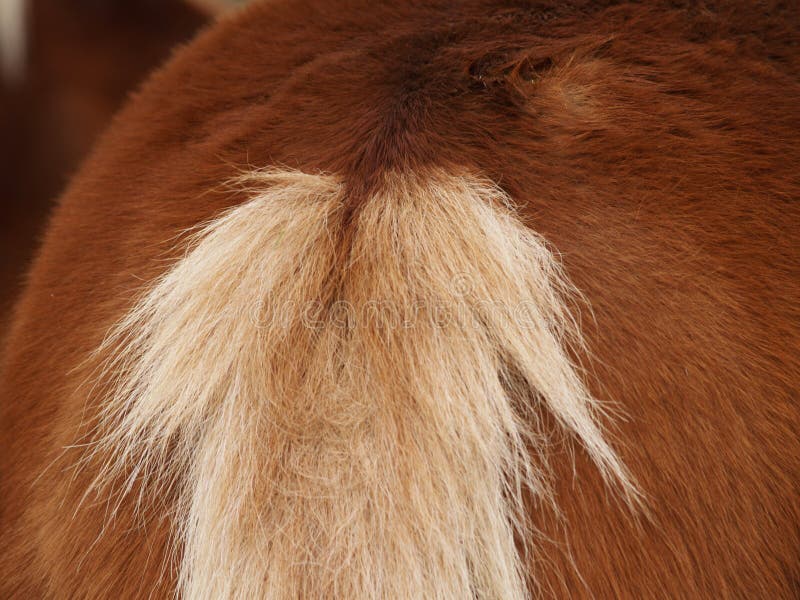 383 Horse Backside Stock Photos - Free & Royalty-Free Stock Photos from ...