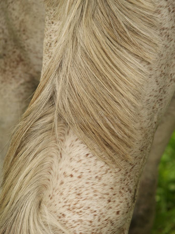 Horse detail (62) stock photo. Image of gelding, hair - 30378278