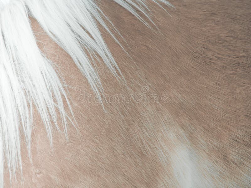 Horse detail (92) stock photo. Image of eyelashes, horizontal - 31624930