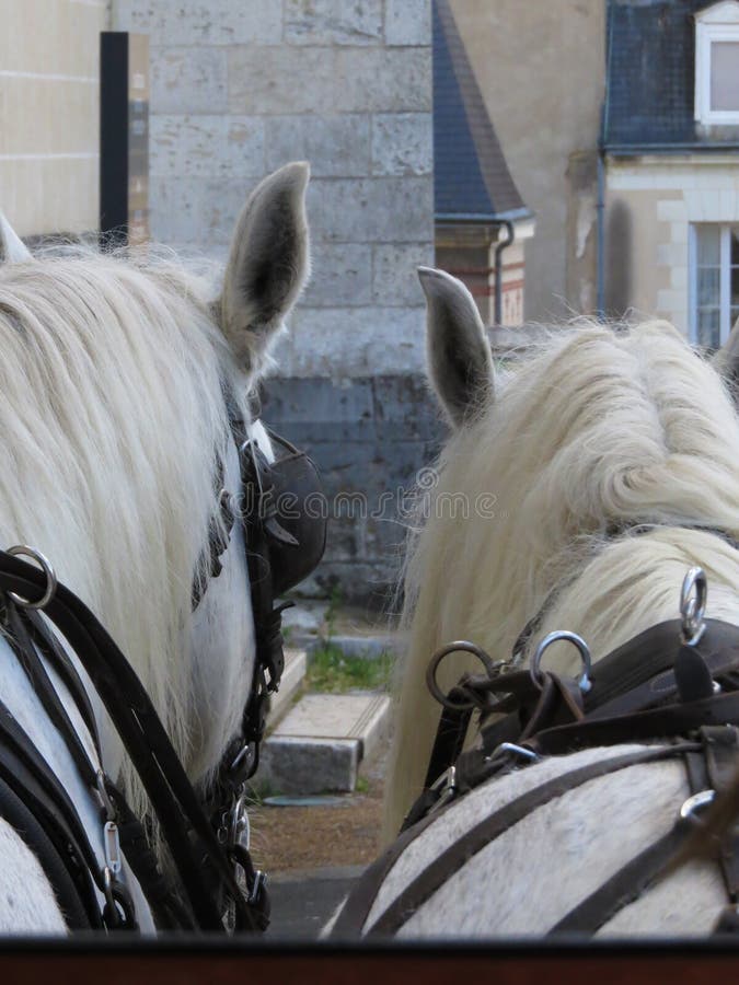 Horse and Gig stock image. Image of country, brown, transportation ...