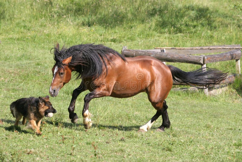 Horse and Dog stock image. Image of grass, studhorse, breed - 3777273