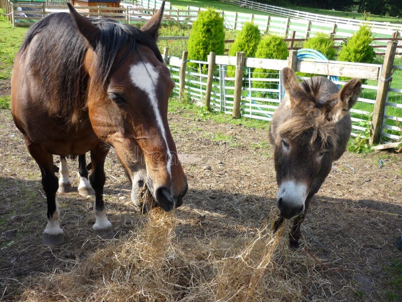 4+ Donkeys eating hay Free Stock Photos - StockFreeImages