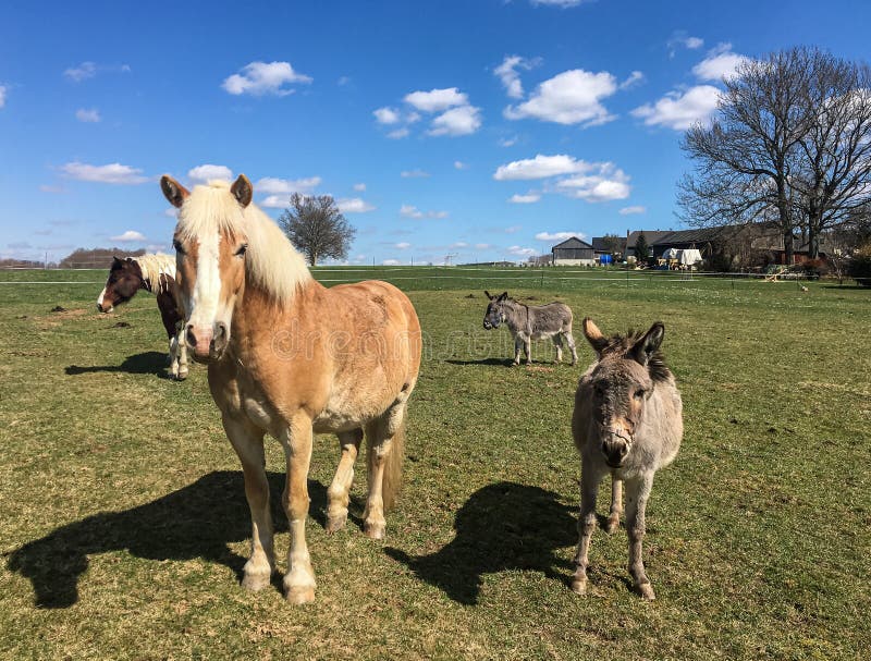 Horse and Donkey on a Ranch Stock Image - Image of nature, mule: 215233313