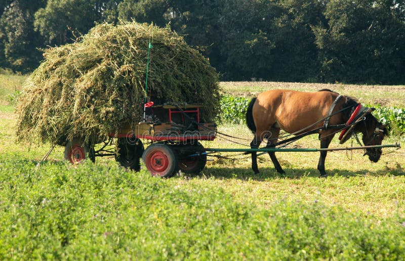 Horse drawn cart with hay stock image. Image of agriculture - 2630917