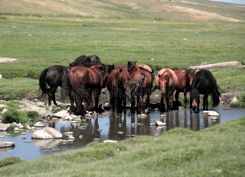 Herd of Horses Drinking from Stream Stock Photo - Image of horses ...