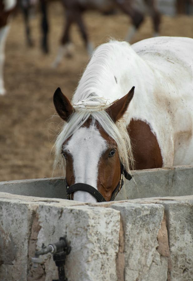 Horse drinking. stock image. Image of paddock, pets, equine - 81391955