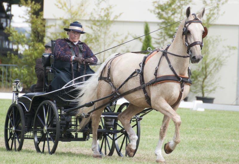 Horse Driving Competition Dressage Editorial Image - Image of driving ...
