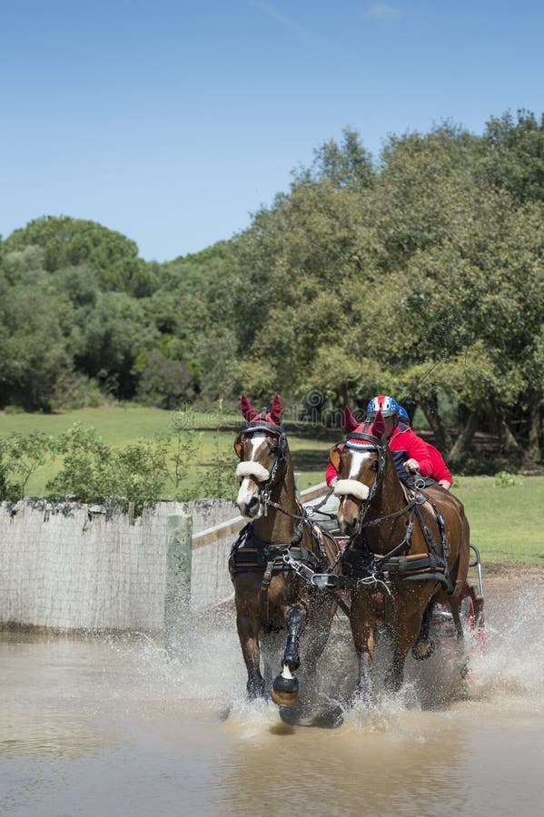 Horse Driving (doubles) stock image. Image of frontera - 32979019
