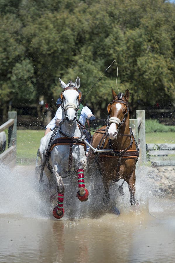 Horse Driving (doubles) stock photo. Image of navigating - 32993360