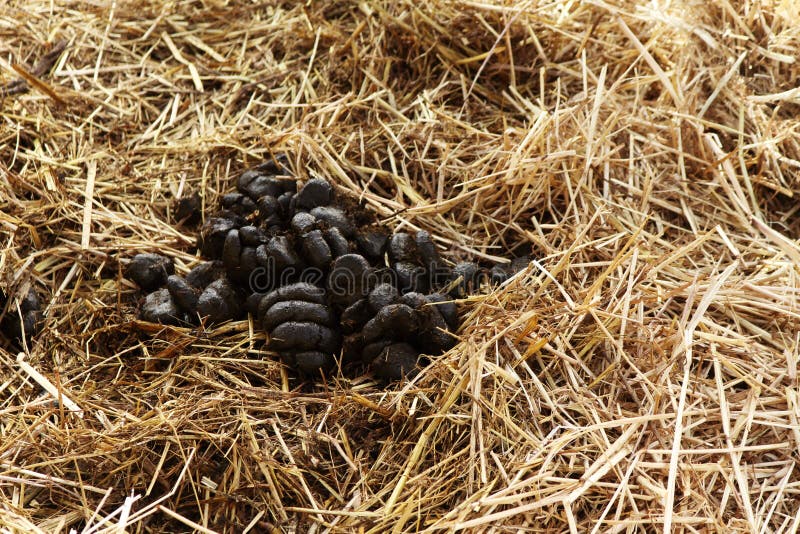 3,423 Droppings Photos - Free & Royalty-Free Stock Photos from Dreamstime
