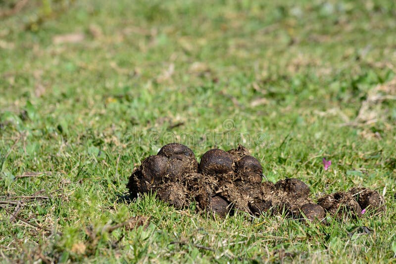Horse droppings stock image. Image of flies, outdoors - 42841169