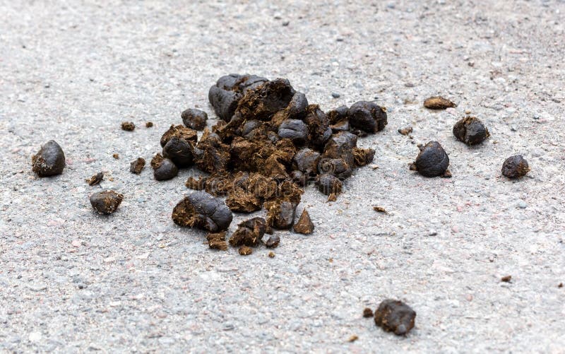 Horse Droppings on the Road. Stock Image - Image of nature, waste ...