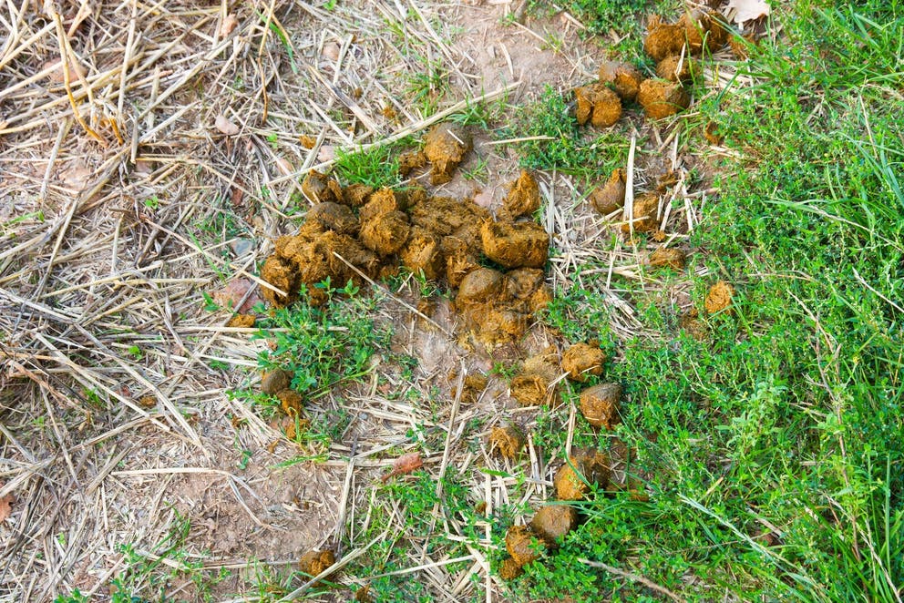 Horse dung stock image. Image of field, organic, natural - 58641607