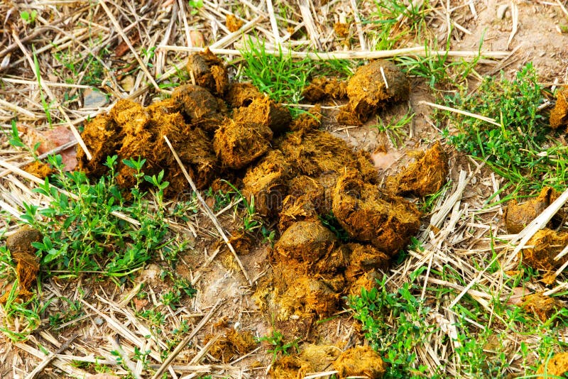 Horse dung stock photo. Image of manure, excretion, cattle - 58641714