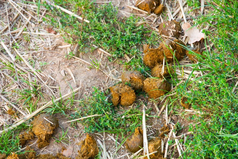 Horse dung stock photo. Image of farming, nature, grass - 58641838