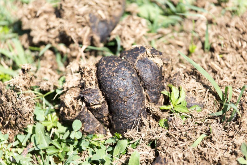Horse dung stock photo. Image of horse, manure, ground - 100411716
