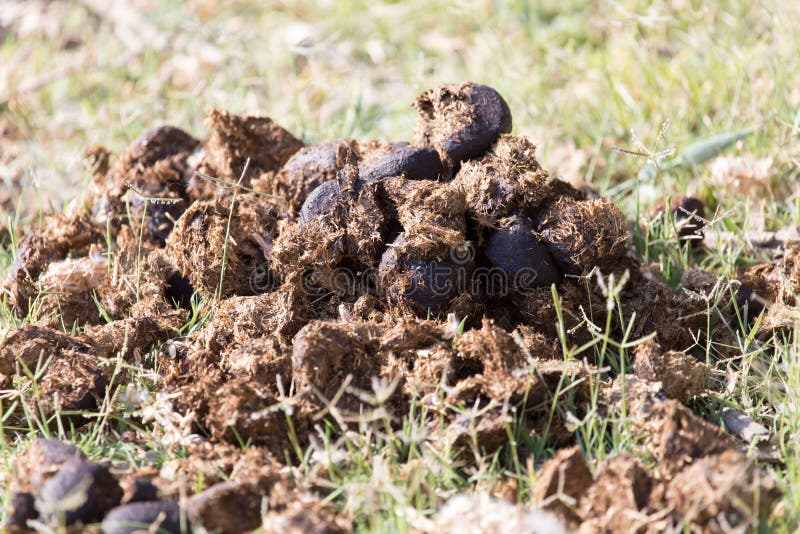 Horse dung stock photo. Image of field, farmer, brown - 107649038
