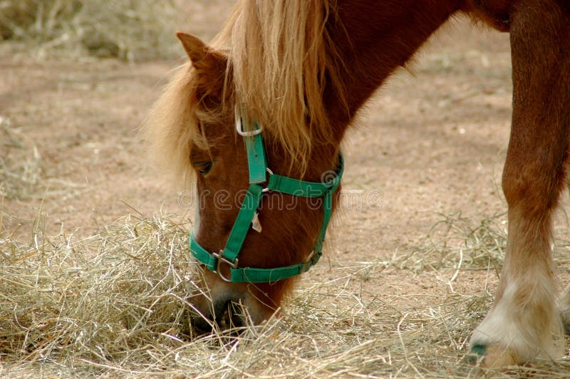 Horse Eating Picture. Image: 6331346