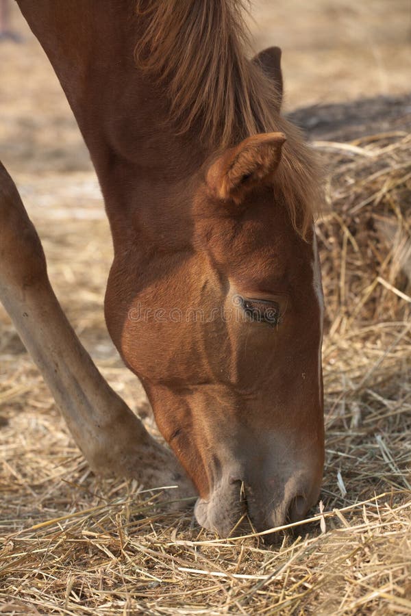 Horses eating hay stock photo. Image of livestock, animals - 7596086